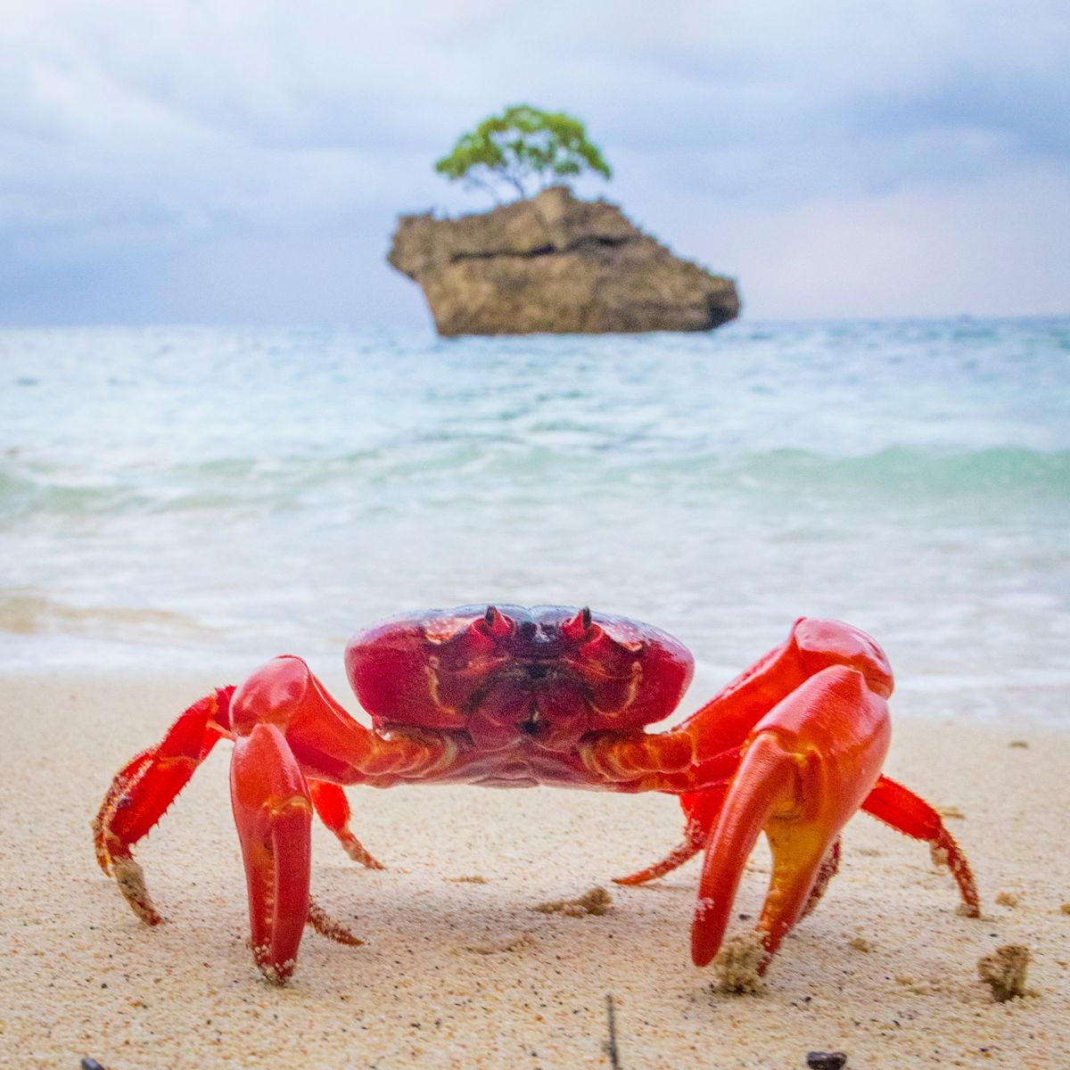 Christmas Island Crab Spawning & Cocos Island Experience - Australian ...